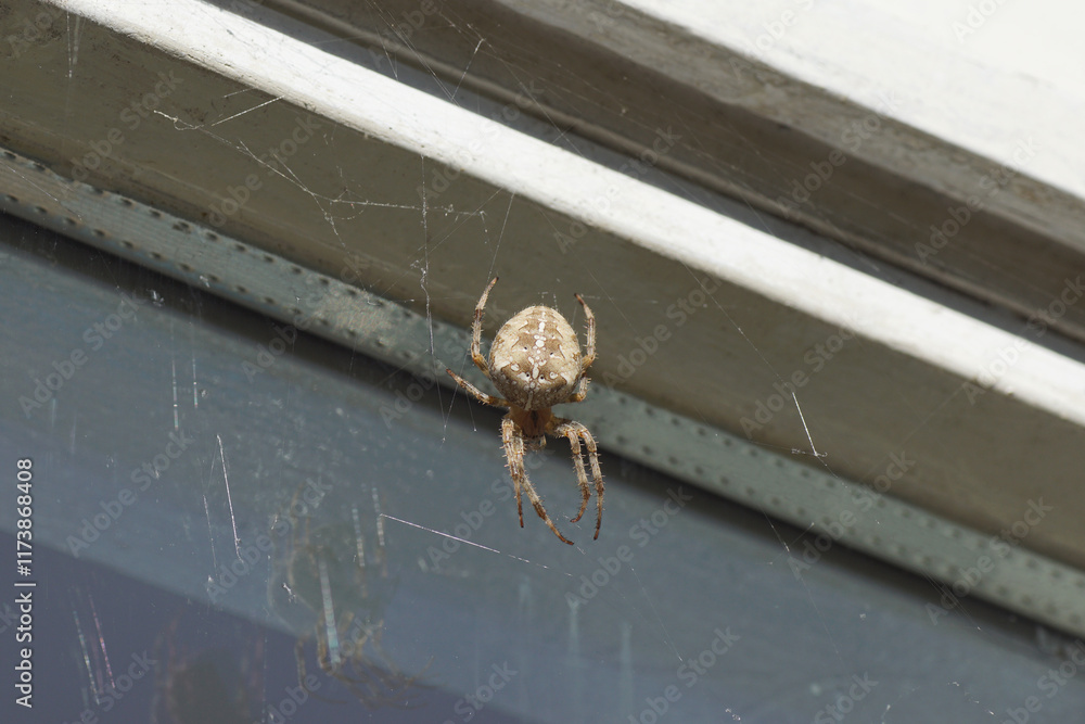 Female European garden spider (Araneus diadematus). In front of a ...