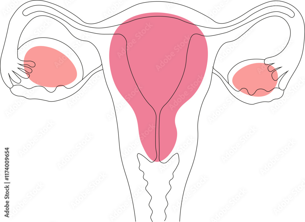 Human anatomy. Female reproductive system, female reproductive organs. Scheme of the location of ...