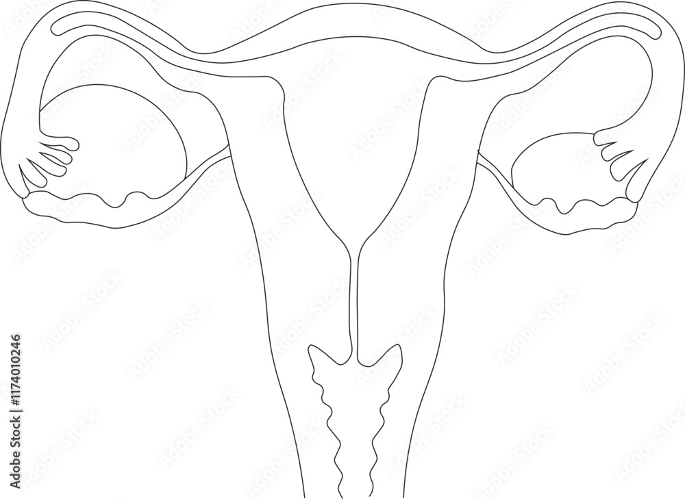 Human anatomy. Female reproductive system, female reproductive organs ...