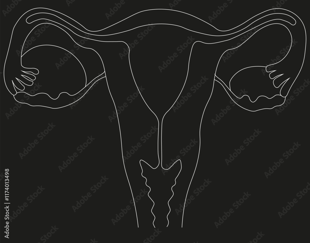 Human anatomy. Female reproductive system, female reproductive organs. Scheme of the location of ...