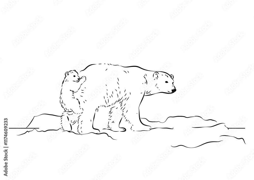 Polar Bears Outline drawing wild animals, black and white outline ...