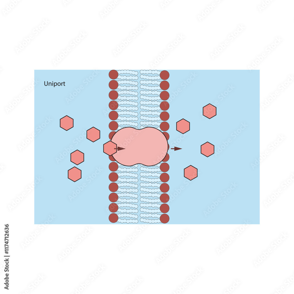 A diagram of Uniport transport via a membrane - simple schematic ...