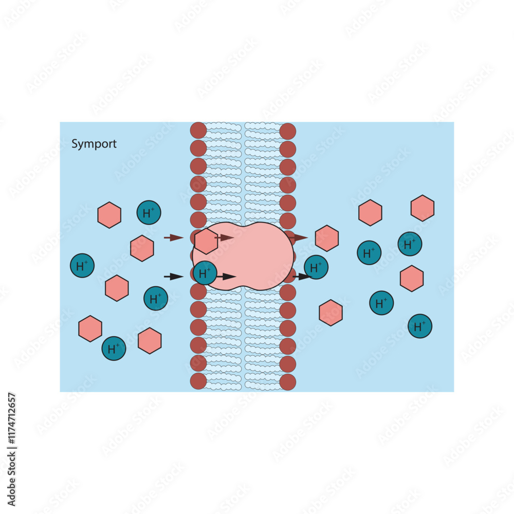 A diagram of Symport transport via a membrane - simple schematic ...