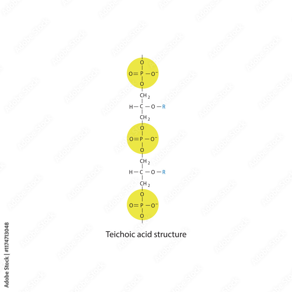 Diagram of Teichoic acid segment made of phosphate, glycerol, and a ...