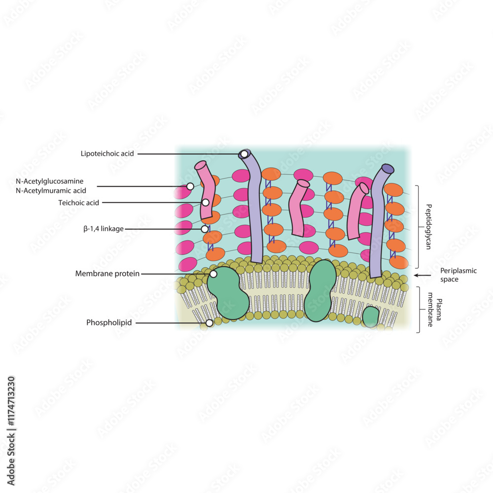 Diagram of Gram positive bacteria envelope, including teichoic and ...