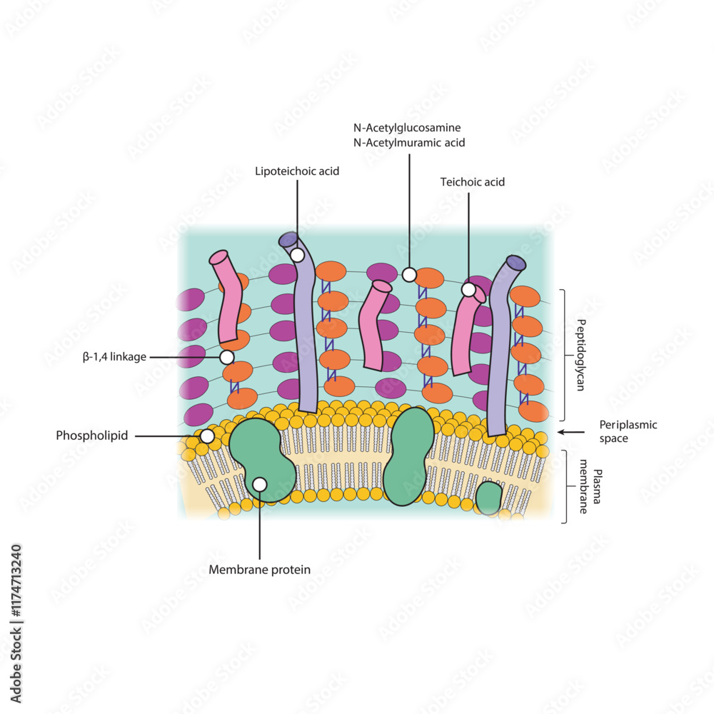 Diagram of Gram positive bacteria envelope, including teichoic and lipoteichoic acids, membrane ...
