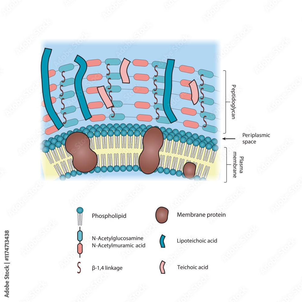 Diagram of Gram positive bacteria envelope, including teichoic and lipoteichoic acids, membrane ...