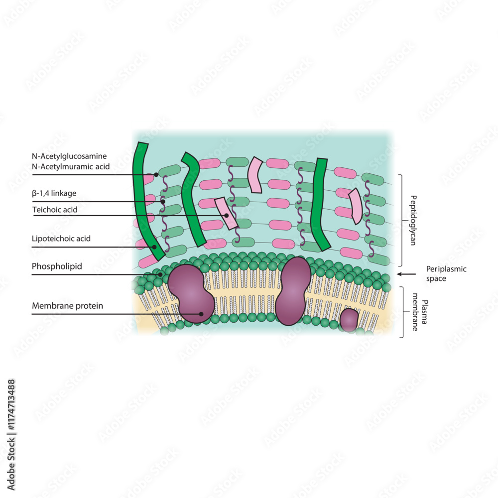 Diagram of Gram positive bacteria envelope, including teichoic and ...