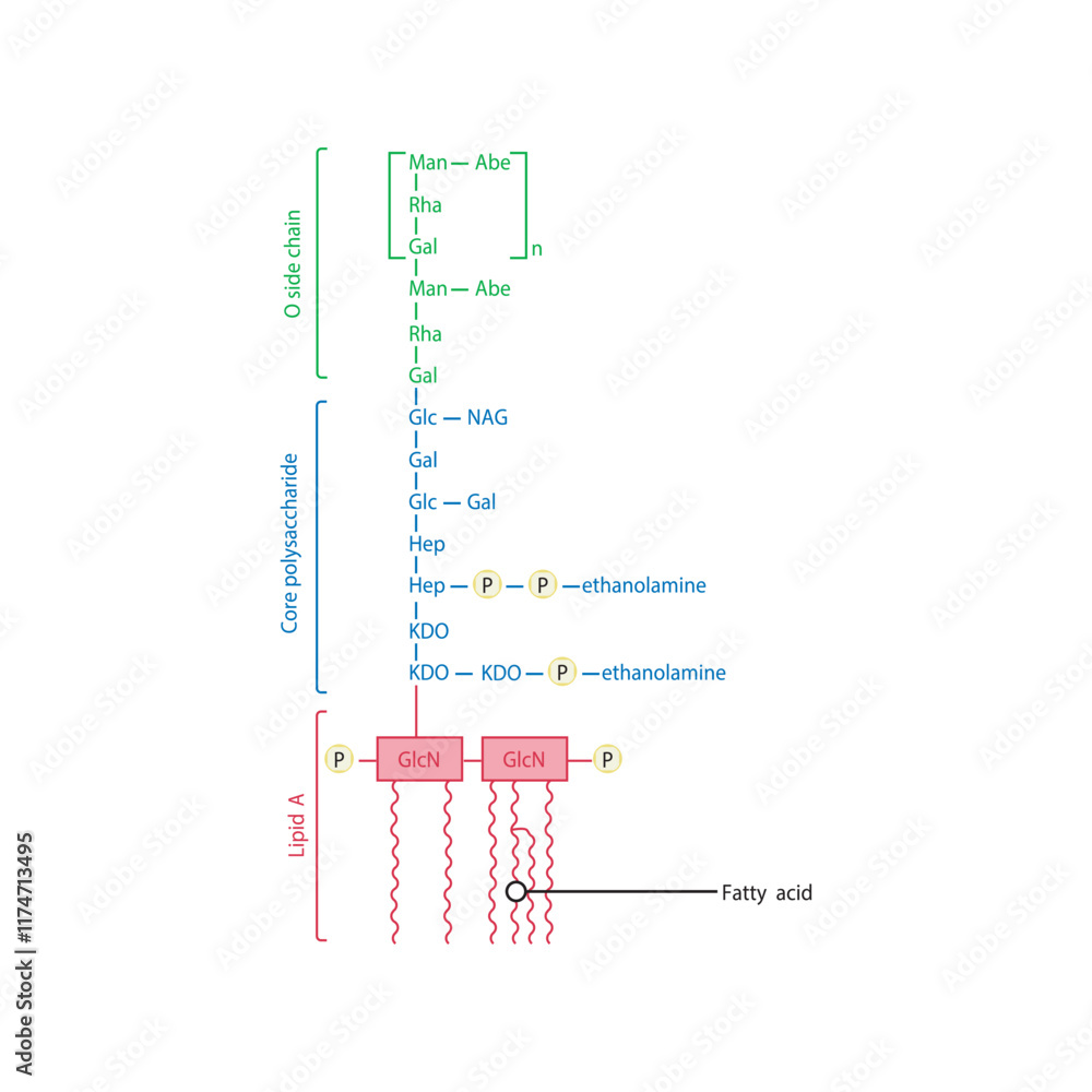Diagram of Salmonella LPS - lipopolysaccharide - simplified ...