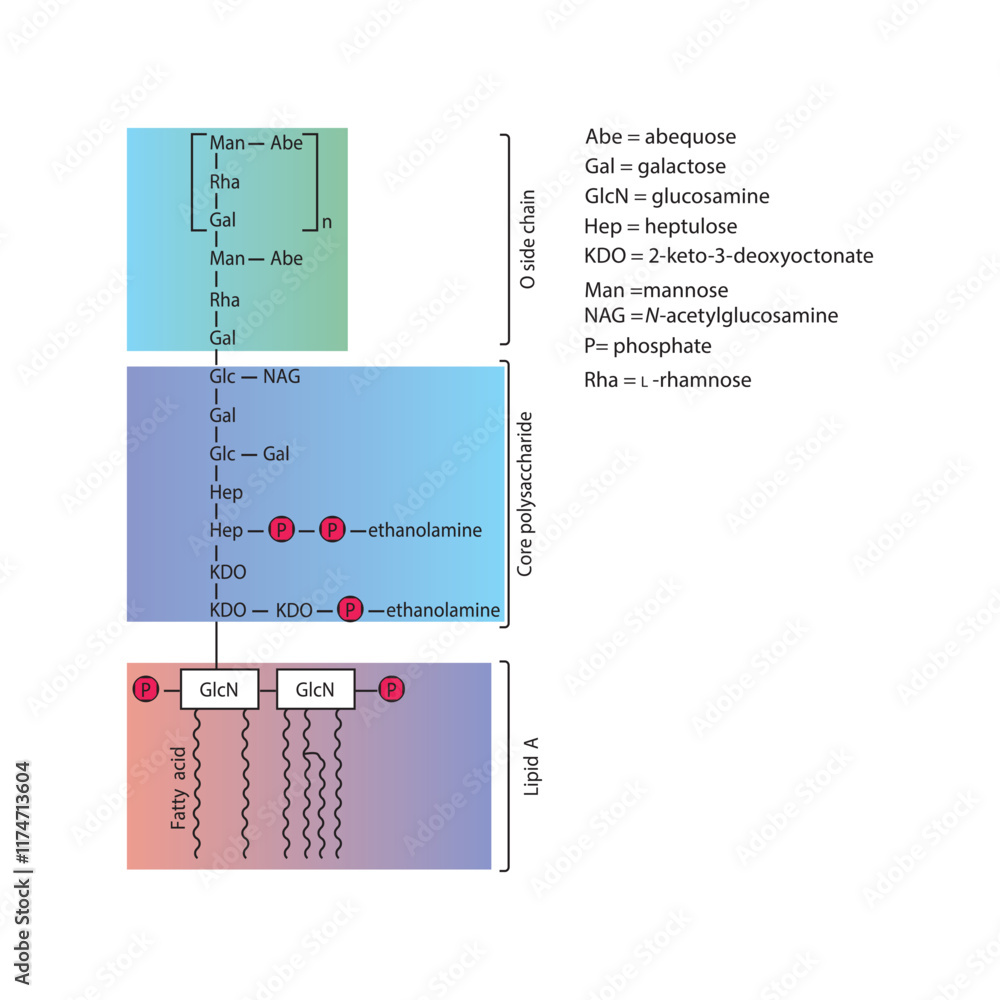 Diagram of Salmonella LPS - lipopolysaccharide - simplified ...