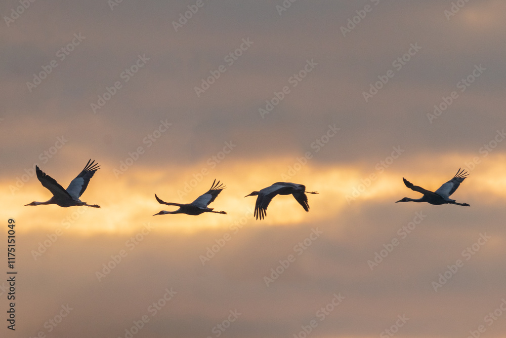 Winter Migratory Bird Scenery in Junam Reservoir, Changwon, South ...