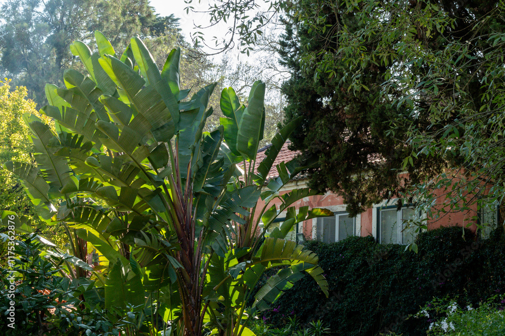 Lisbon, Portugal - Trees shrubs and foliage in the garden of a Villa in ...