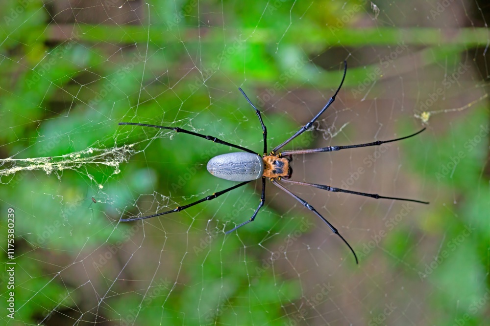Large golden orb weaver spider Nephila on a web in the forest with ...