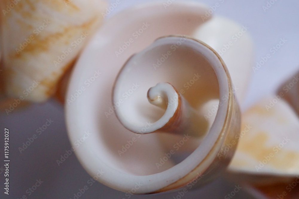 Fibonacci essence in nature; the spiral seen in section of a seashell ...