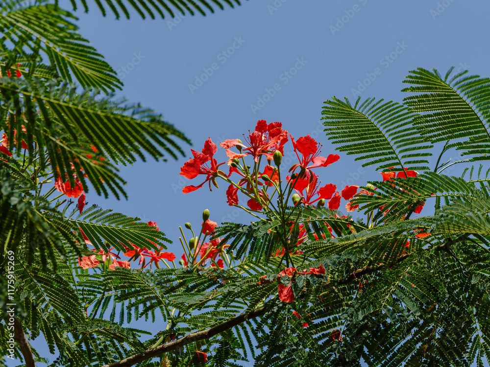 The fire tree , or Delonix regia ( Latin- Delonix regia ) is a tree ...