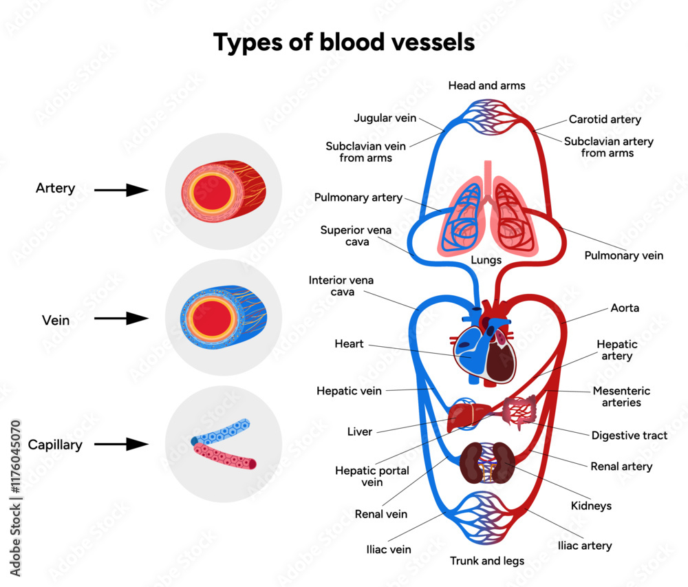 Vital Pathways of Double Circulation in Humans Oxygen Transport in the Body and types of blood ...