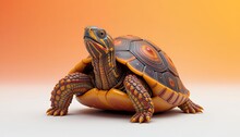 Ornate Box Turtle Free Stock Photo - Public Domain Pictures