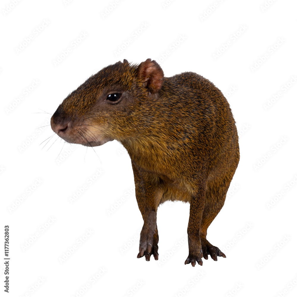 Agouti aka Dasyprocta standing facing front. Head turned and looking ...