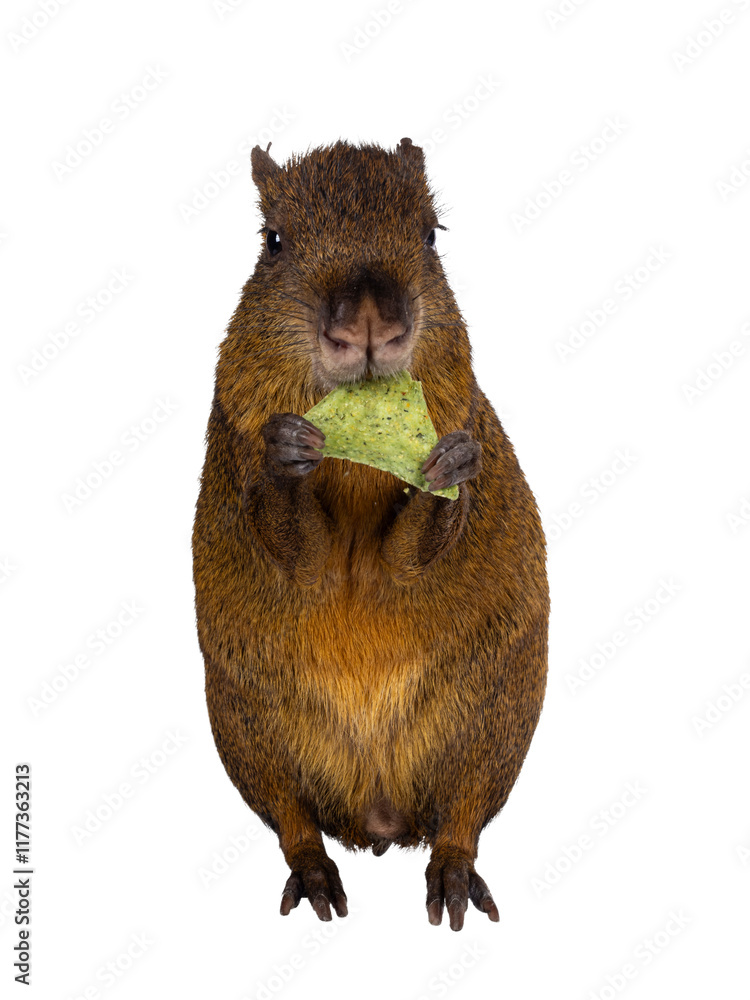 Agouti aka Dasyprocta standing facing front on hind paws eating ...