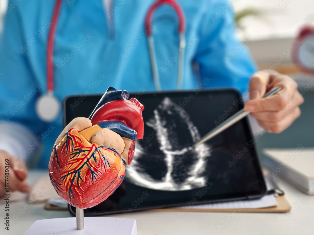 Cardiologist demonstrating heart anatomy with 3D model and ultrasound ...