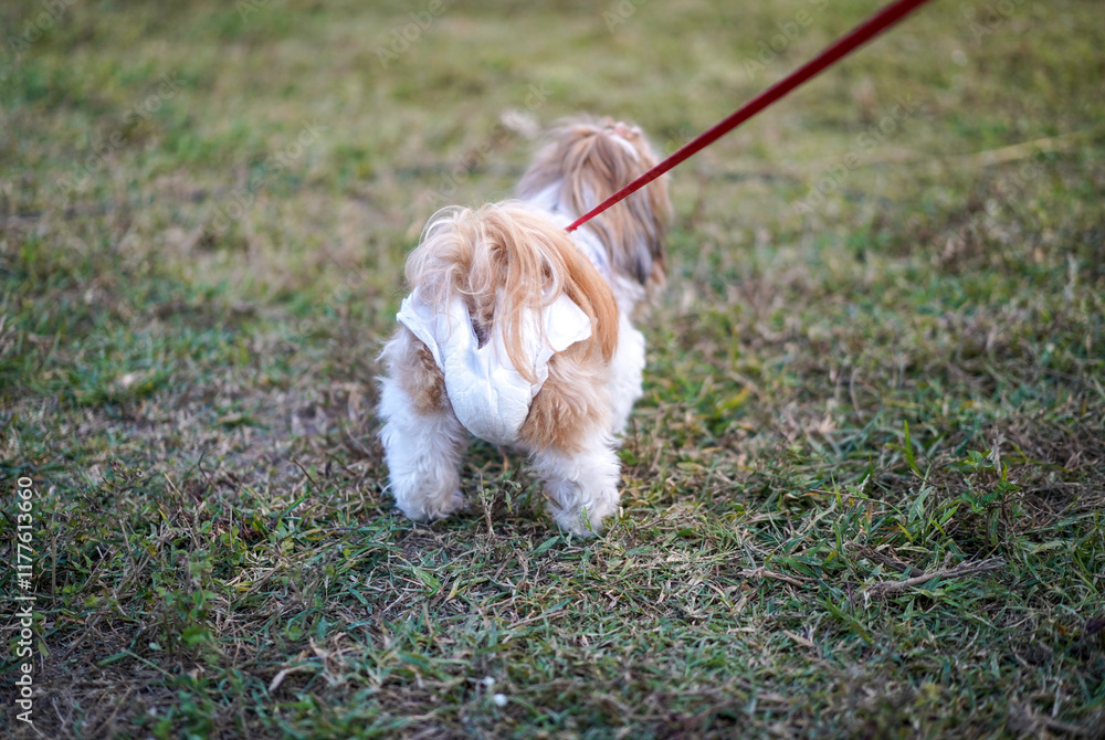 Back view of senior Shih Tzu dog takes a walk on a leash and wearing a ...