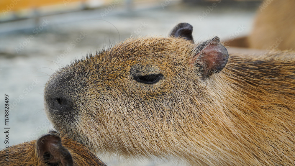 Hydrochoerus hydrochaeris aka capybara close-up head portrait. The largest living rodent. Stock ...