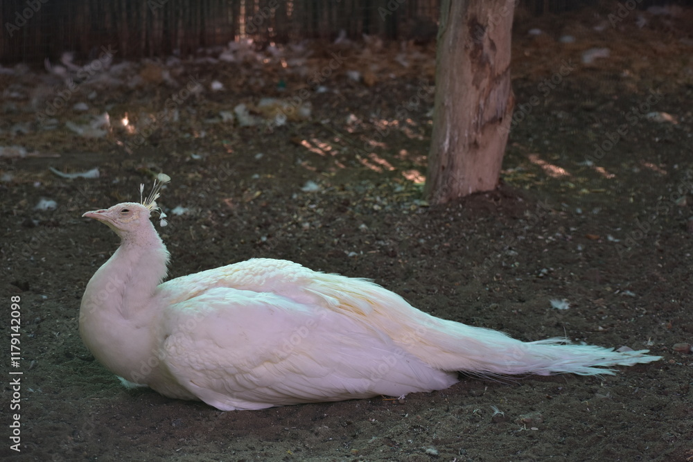 White Peafowl or White Peacock is a common name for two bird species of ...