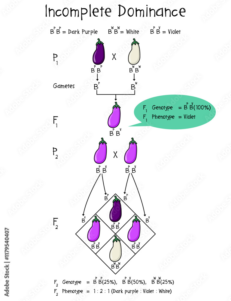 Diagram of Incomplete Dominance with Eggplant, law of segregation ...