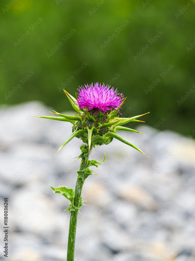 Carduus Thistle scottish national flower close up photography of ...