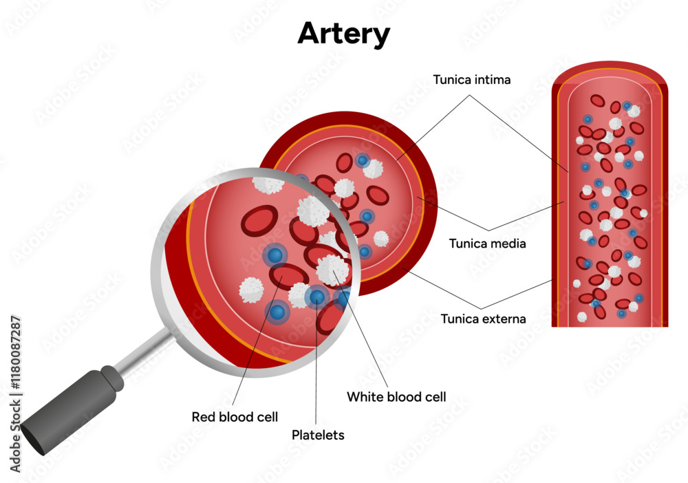 Red blood cell platelets white blood cell artery anatomy Stock Vector ...