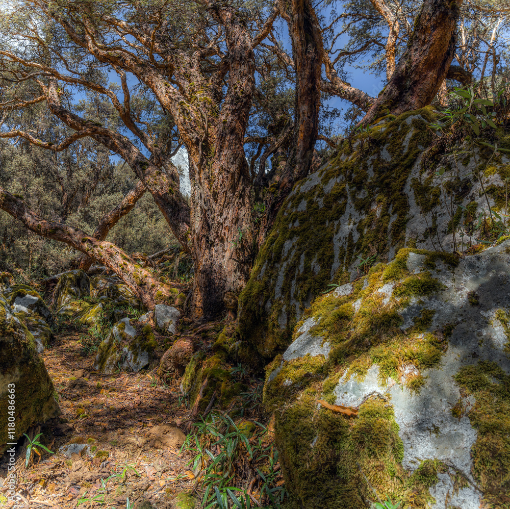 old mystical tree in Peru. A beautiful fairytale enchanted forest with ...