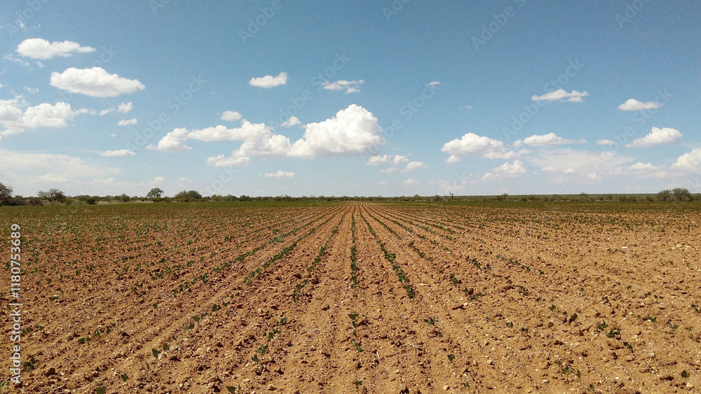 Campo de sembradío con nubes Stock Photo | Adobe Stock