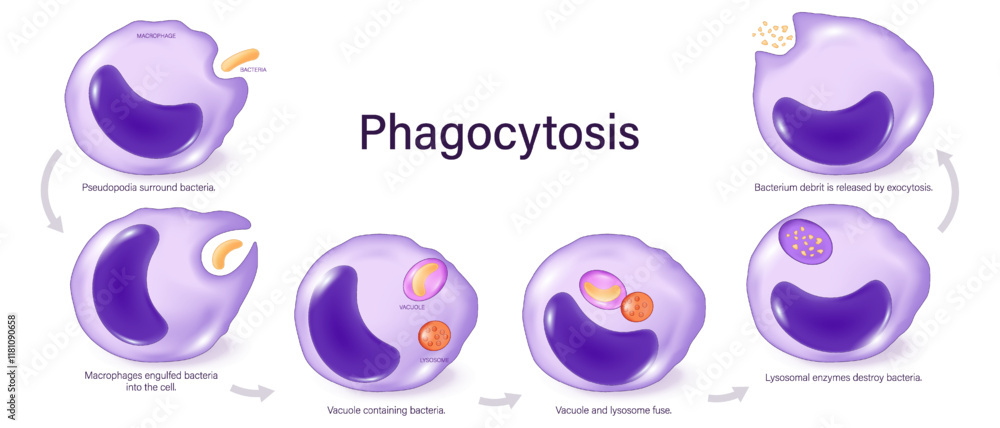 Phagocytosis vector. Macrophage absorption of bacteria. Phagocyte ...