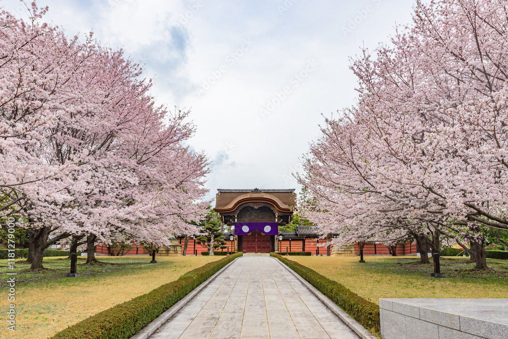 Sakura cherry blossoms in full bloom, Soji-ji Buddhist Temple, Kawasaki ...