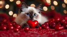 Valentine Siamese Cats Cuddling Free Stock Photo - Public Domain Pictures