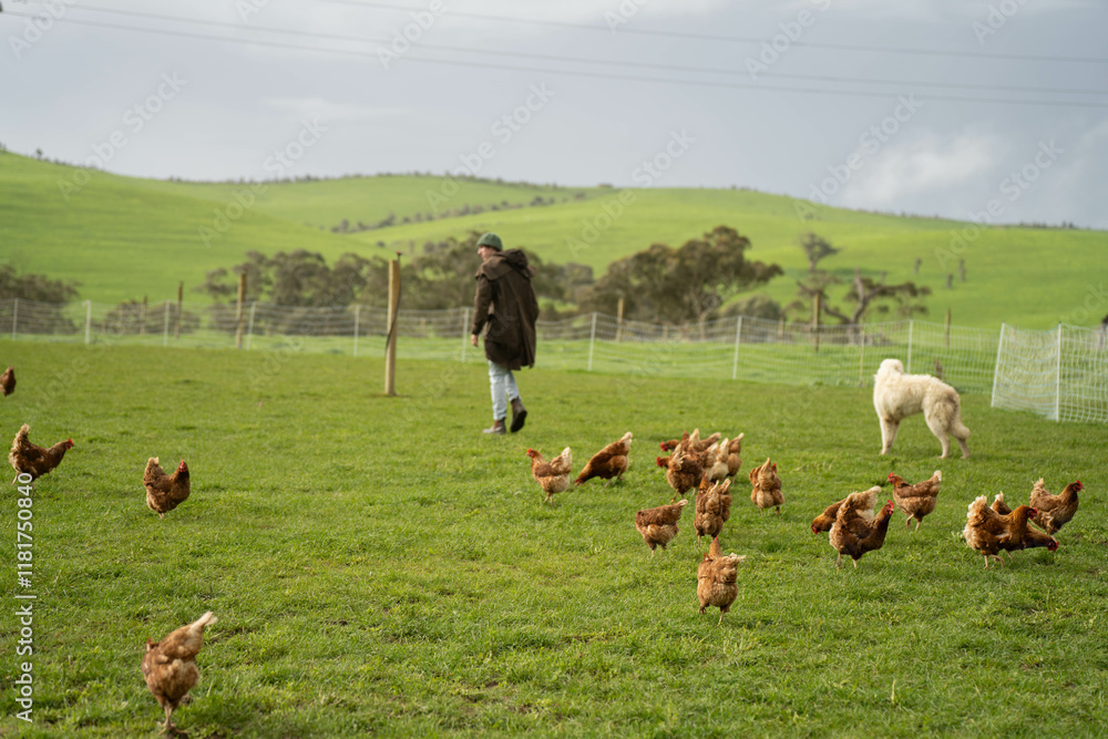 free range chicken farm with chook tractors on a regenerative ...