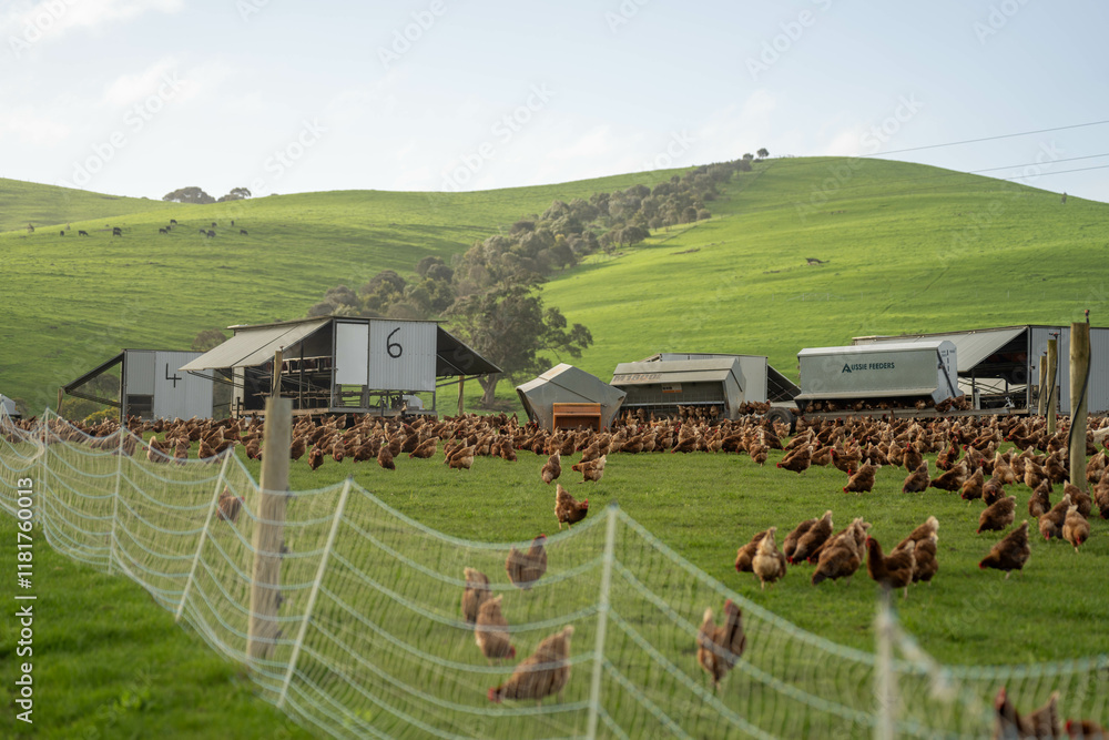 free range chicken farm with chook tractors on a regenerative ...