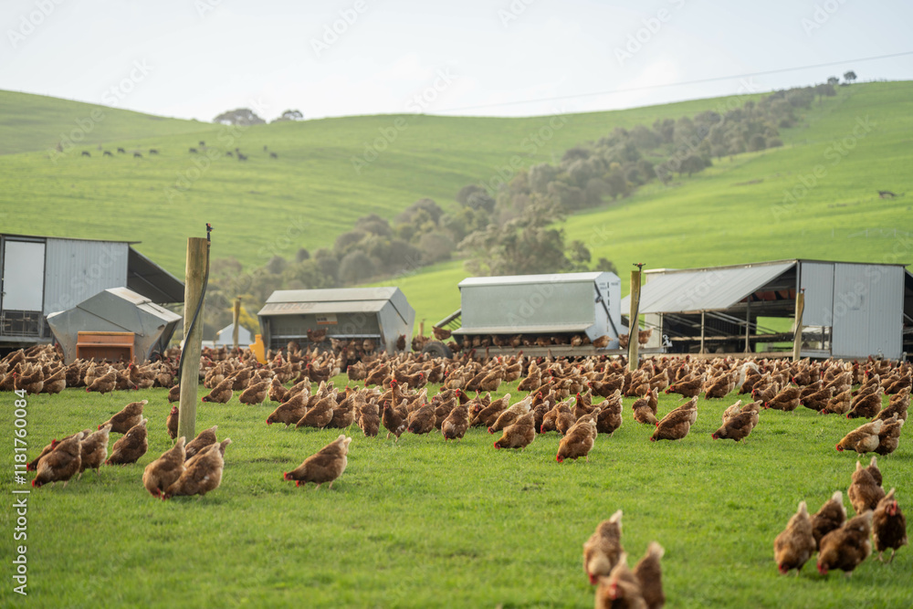 free range chicken farm with chook tractors on a regenerative ...