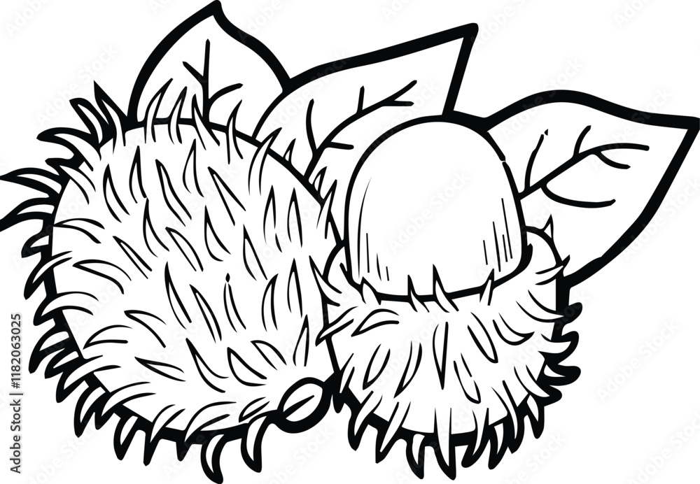 Rambutan fruit outline coloring book page and digital line art Stock ...