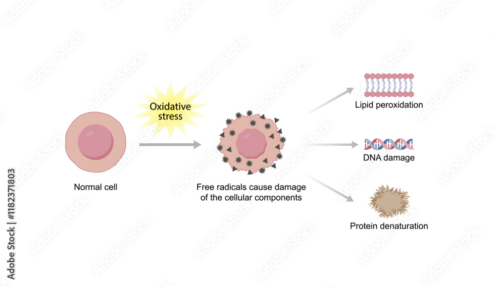 Oxidative stress. Free radicals cause oxidation of the cellular ...