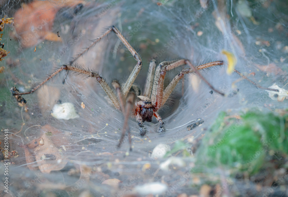 Tunnel spider. Builds a dense laminar network. Agelena labyrinthica is ...