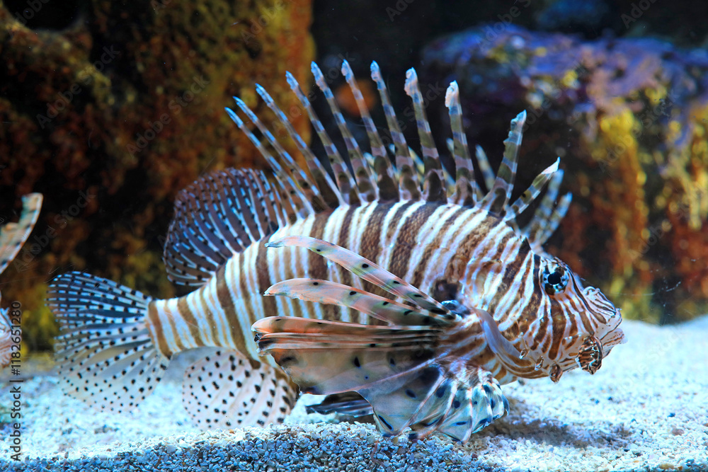 pez escorpión pez cobra pez león pterois volitans aquarium de donosti ...