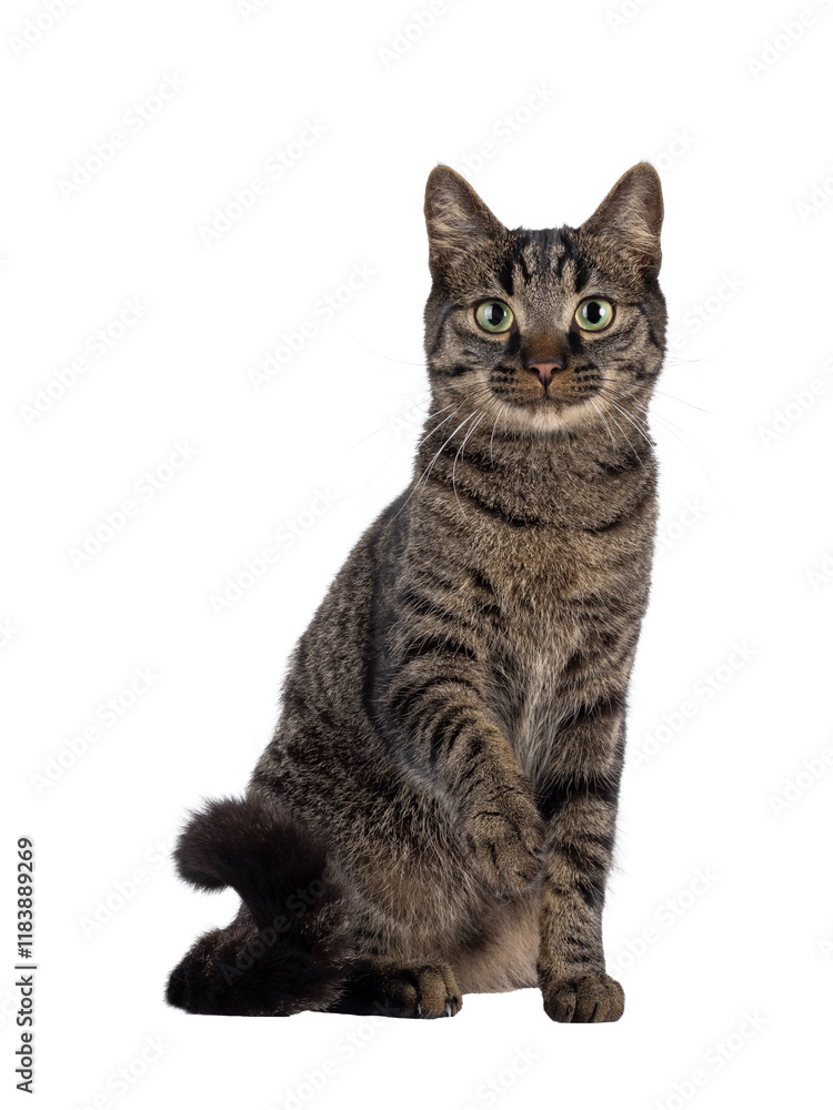Classic tabby house cat, sitting up side ways. with one paw playful in ...