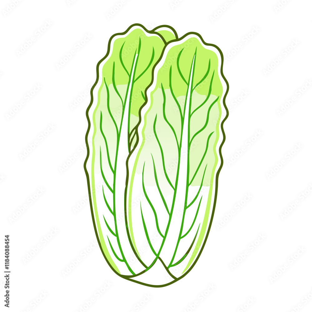 napa cabbage vector icon, vegetables vector illustration - simple illustration of napa cabbage ...