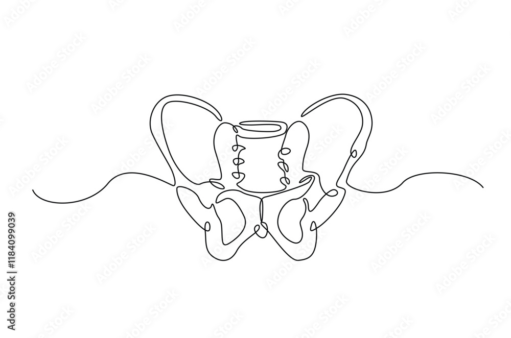 Human pelvic bone in continuous one line drawing. Anatomical structure ...