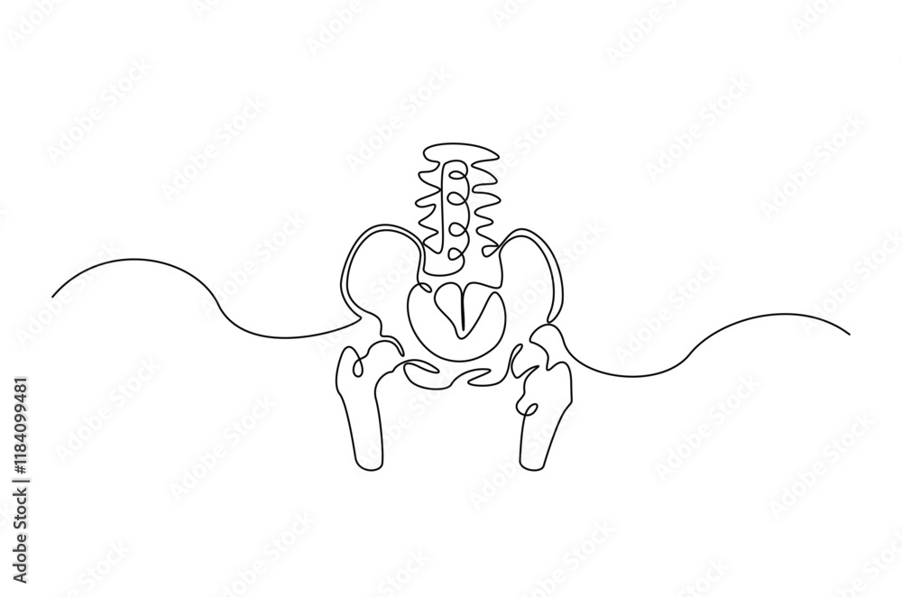 Human pelvic bone in continuous one line drawing. Anatomical structure ...