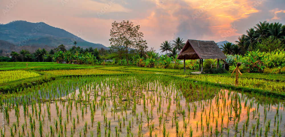 Luang Prabang, Laos. Rice farm and plantation. Agricultural tourism and ...