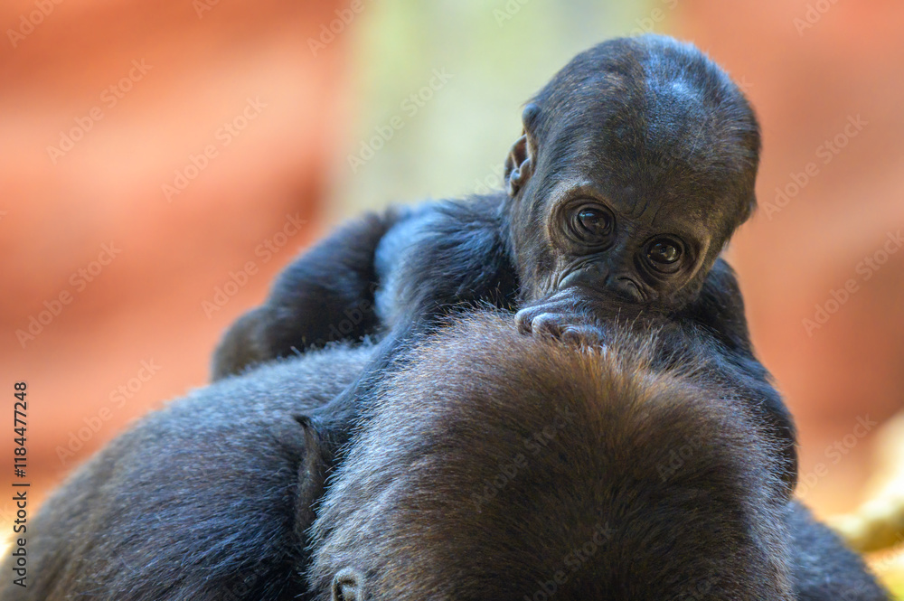 Western lowland gorilla baby riding on the back of its mother. Western ...