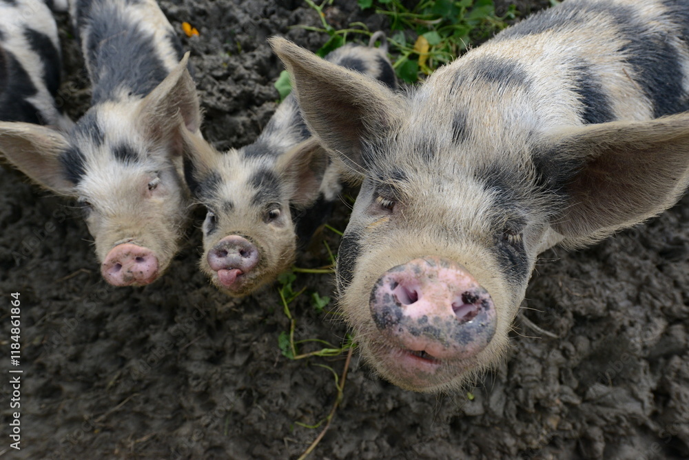 Authentic, unedited documentary photograph of Kunekune pigs (Sus scrofa ...