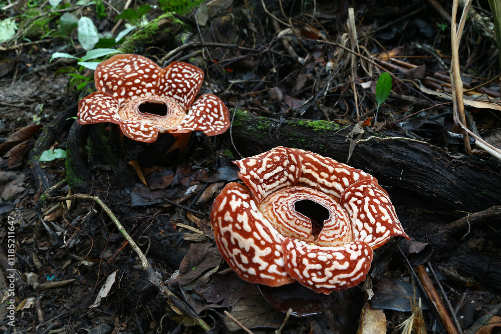 Rafflesia pricei flower at crocker range in Sabah Malaysia Borneo. The ...
